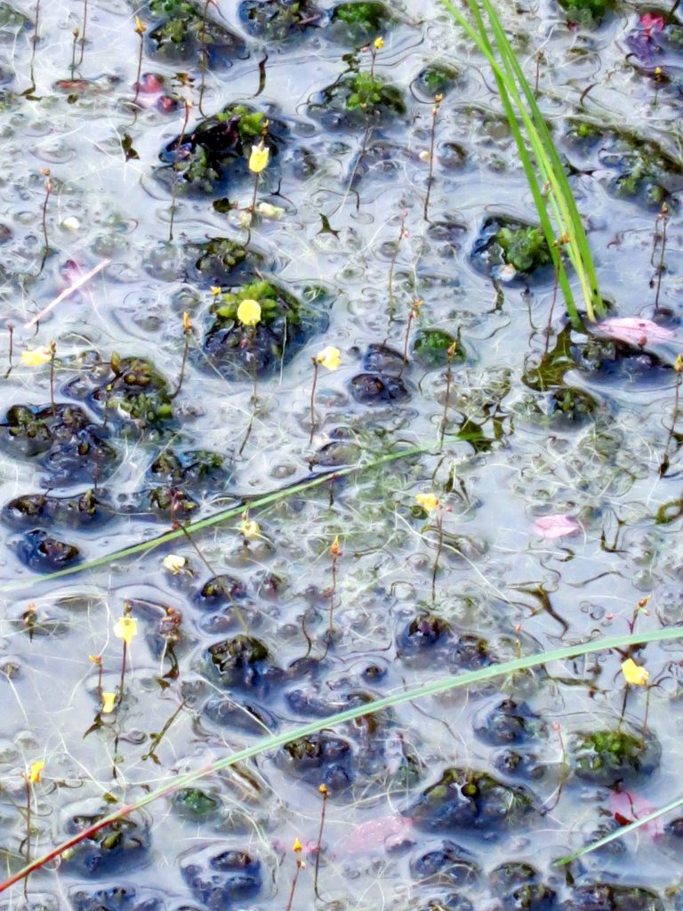 Biodiversity of Clara Bog – Clara Bog Nature Reserve